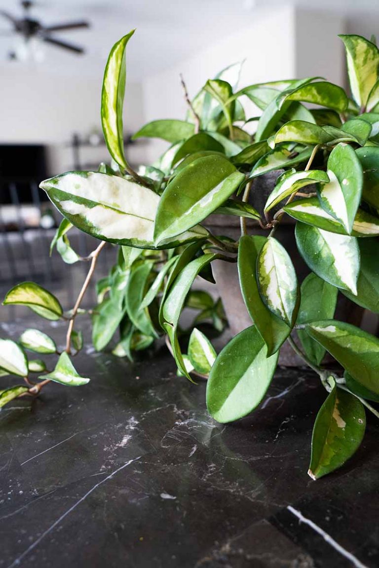 29 of the Most Fabulous Types of Hoya | Gardener’s Path