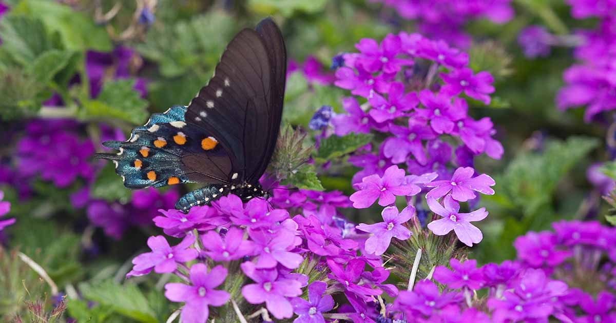 Verbena Growing Tips for Warm Zones | Gardener’s Path