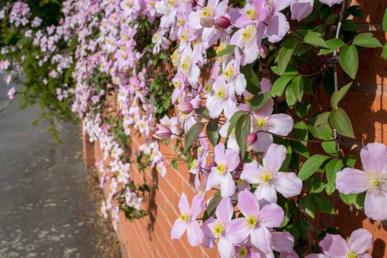 13 of the Best Spring-Flowering Clematis Varieties | Gardener’s Path