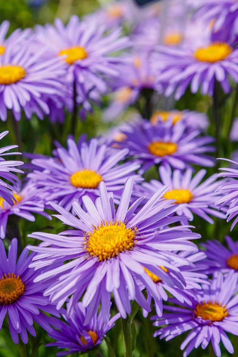 11 of the Best Blue Aster Varieties | Gardener’s Path