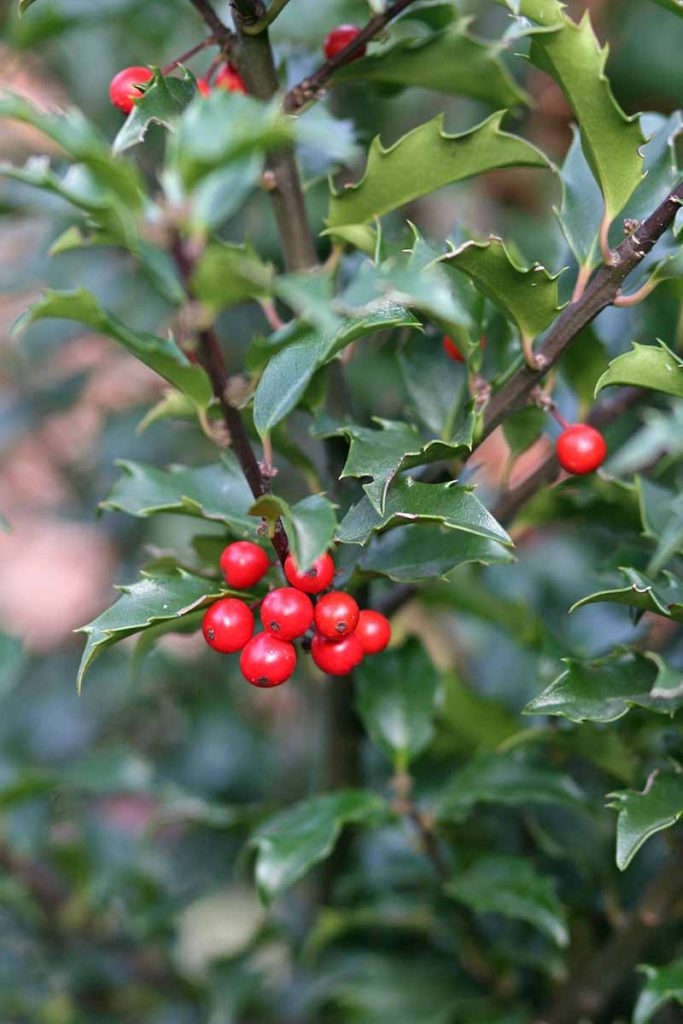 How to Grow and Care for English Holly (Ilex aquifolium)