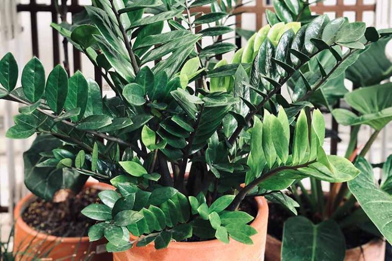 How to Propagate ZZ Plants from Leaf Cuttings | Gardener’s Path