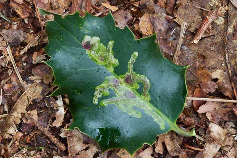 How to Grow and Care for English Holly (Ilex aquifolium)