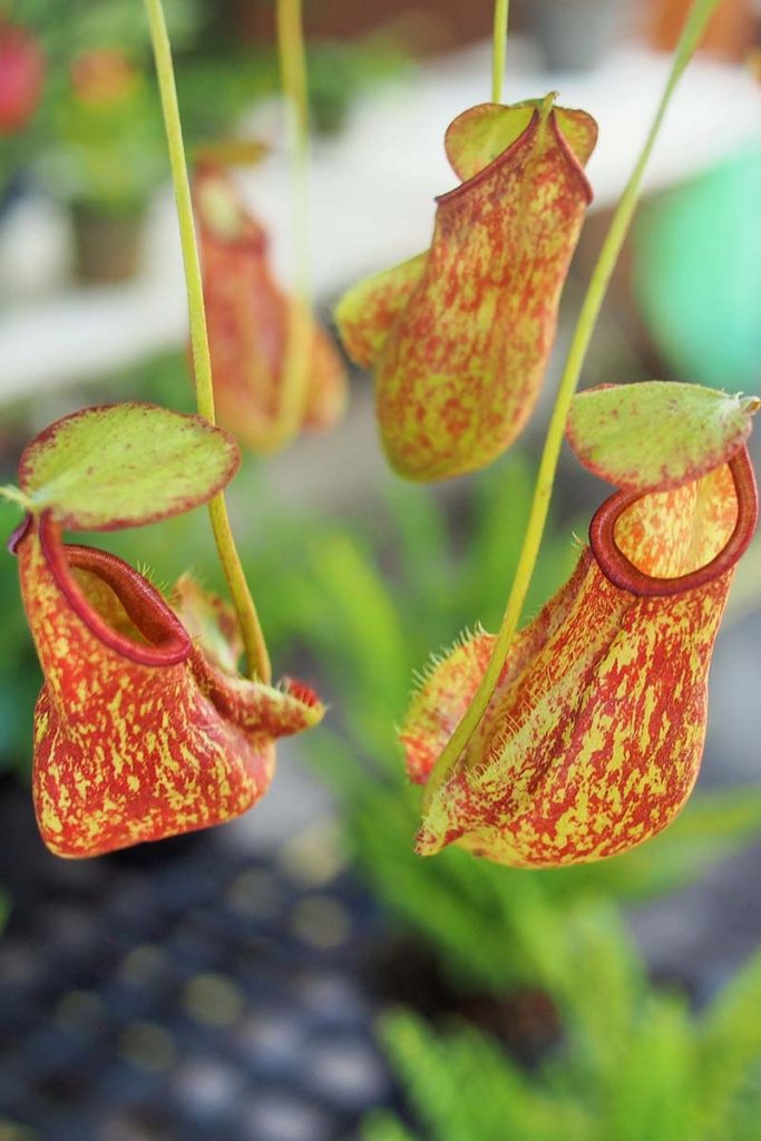 How to Grow Tropical Nepenthes Pitcher Plants Indoors