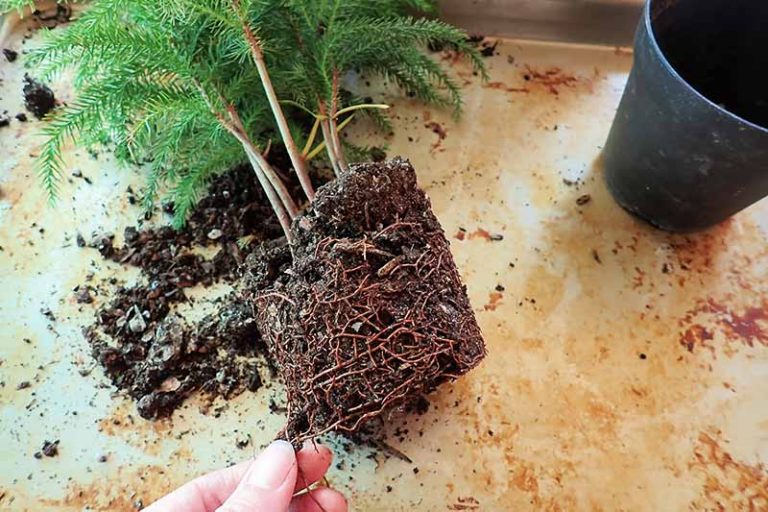 How to Propagate Norfolk Island Pine | Gardener’s Path