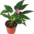 How to Grow and Care for Anthurium Houseplants | Gardener’s Path