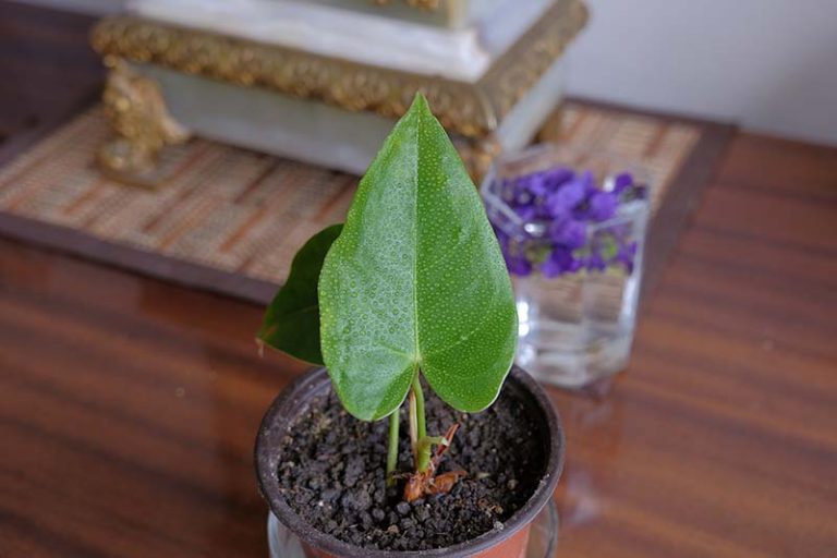 How to Grow and Care for Anthurium Houseplants (Laceleaf)