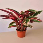 How to Grow Stromanthe Triostar Houseplants | Gardener’s Path