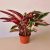 How to Grow Stromanthe Triostar Houseplants | Gardener’s Path