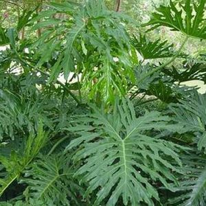 How to Grow and Care for Tree Philodendron Houseplants