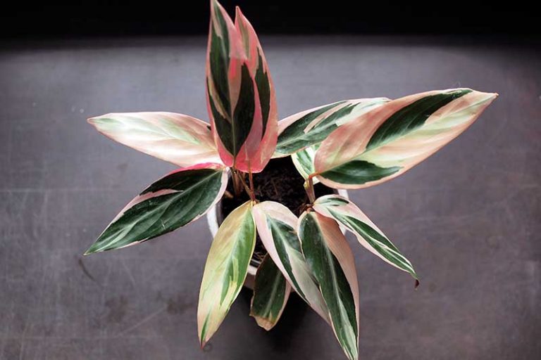 How to Grow Stromanthe Triostar Houseplants | Gardener’s Path