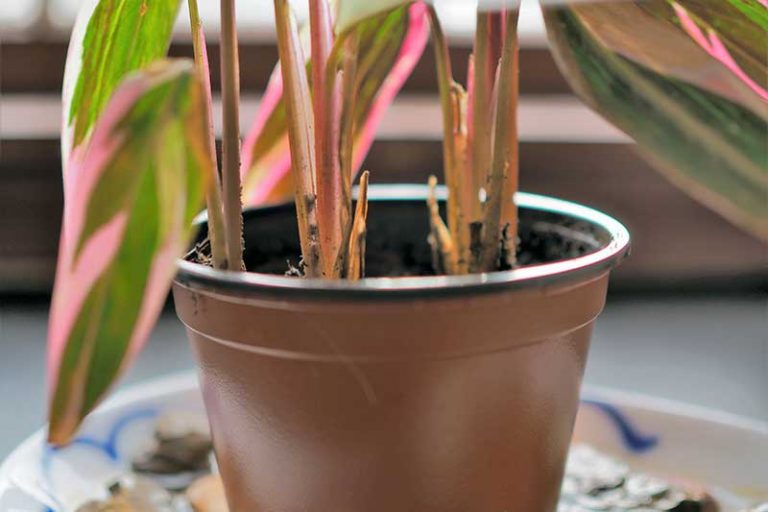 How to Grow Stromanthe Triostar Houseplants | Gardener’s Path