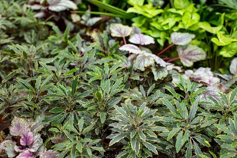 How to Grow and Care for False Aralia Houseplants