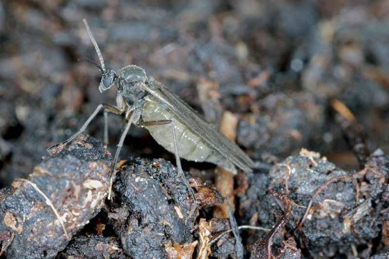 How to Control Fungus Gnats on Houseplants | Gardener’s Path
