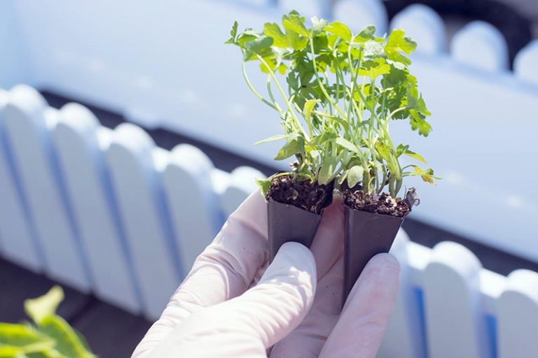How to Grow Parsley from Seed | Gardener’s Path