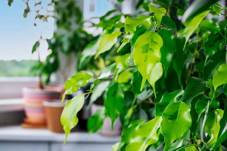 How to Grow and Care for Weeping Fig Plants (Ficus benjamina)