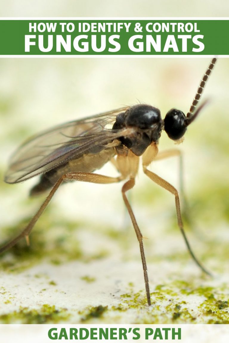 How to Control Fungus Gnats on Houseplants | Gardener’s Path