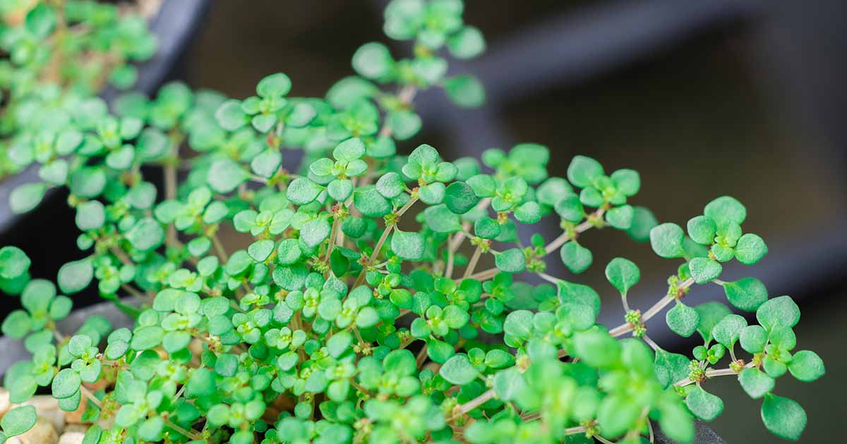 How to Grow and Care for an Artillery Plant Indoors