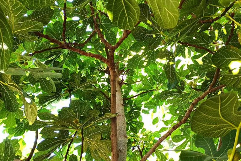Epiphytes 101: The Best Options to Grow as Houseplants