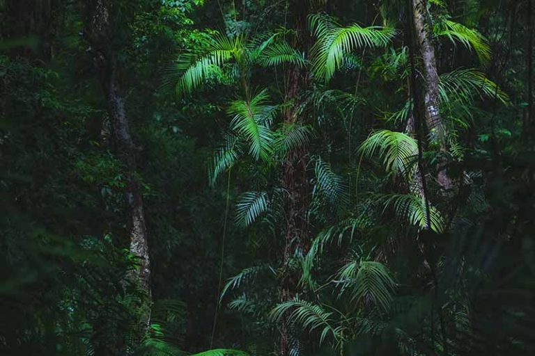 How to Grow and Care for Parlor Palm Houseplants