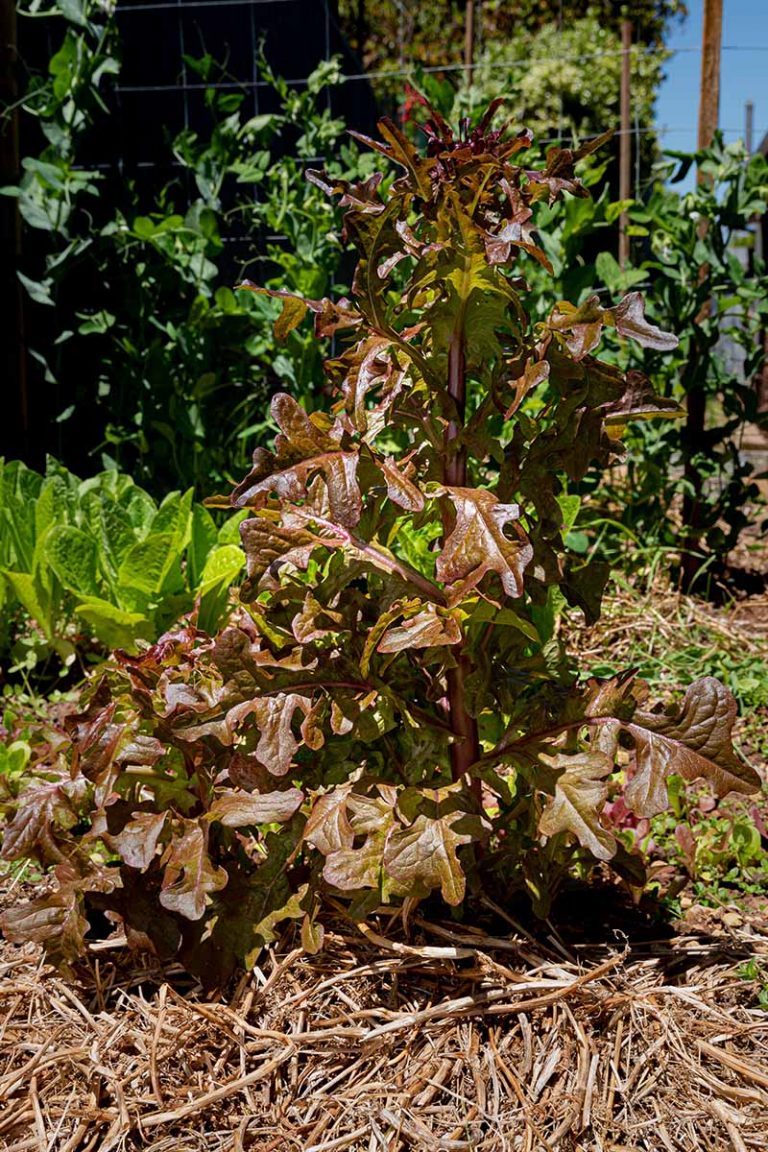 Why Homegrown Lettuce Is Bitter and How to Prevent It