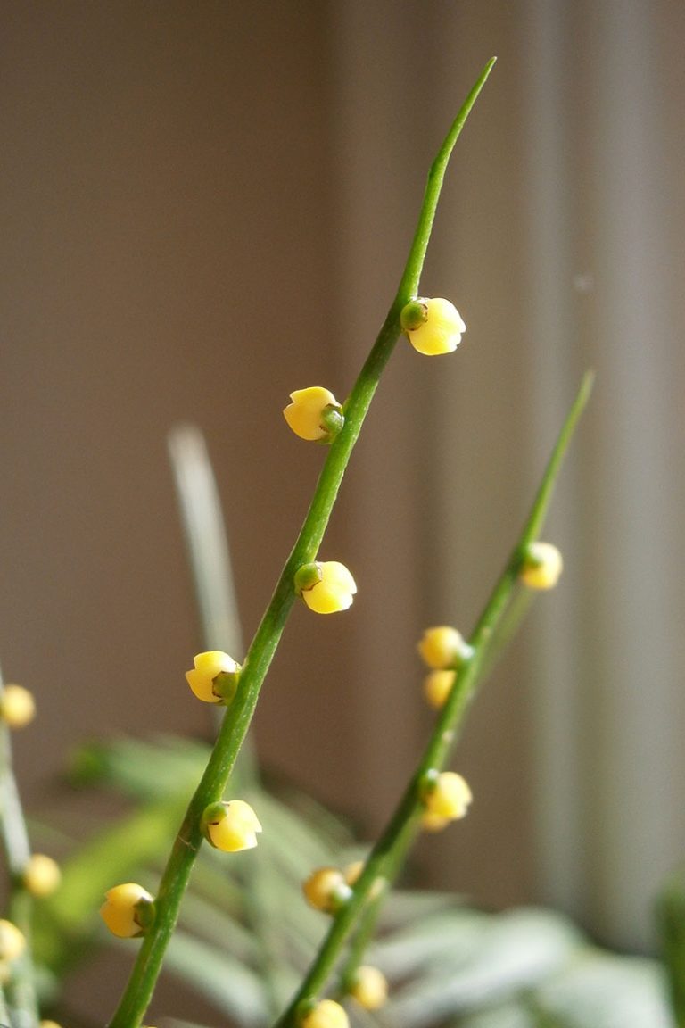 How to Grow and Care for Parlor Palm Houseplants