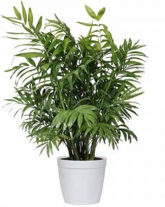 How to Grow and Care for Parlor Palms Indoors | Gardener’s Path