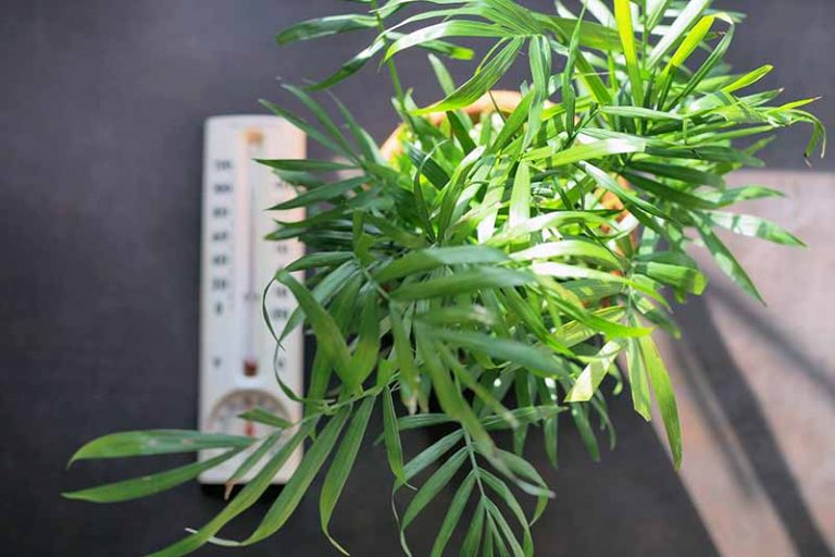 How to Grow and Care for Parlor Palm Houseplants