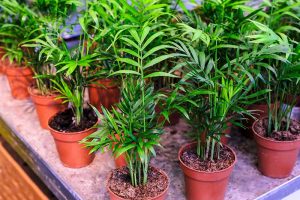 How to Grow and Care for Parlor Palm Houseplants