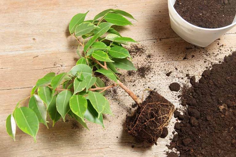 How to Grow and Care for Weeping Fig Plants (Ficus benjamina)