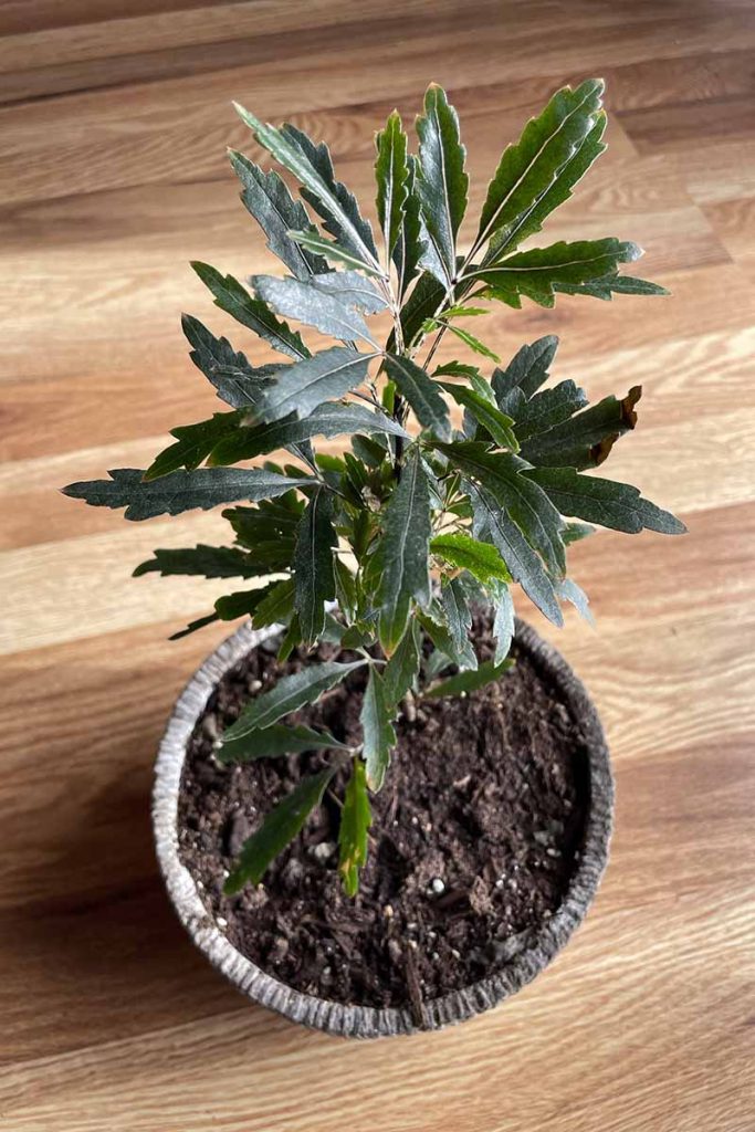 How to Grow and Care for False Aralia Houseplants