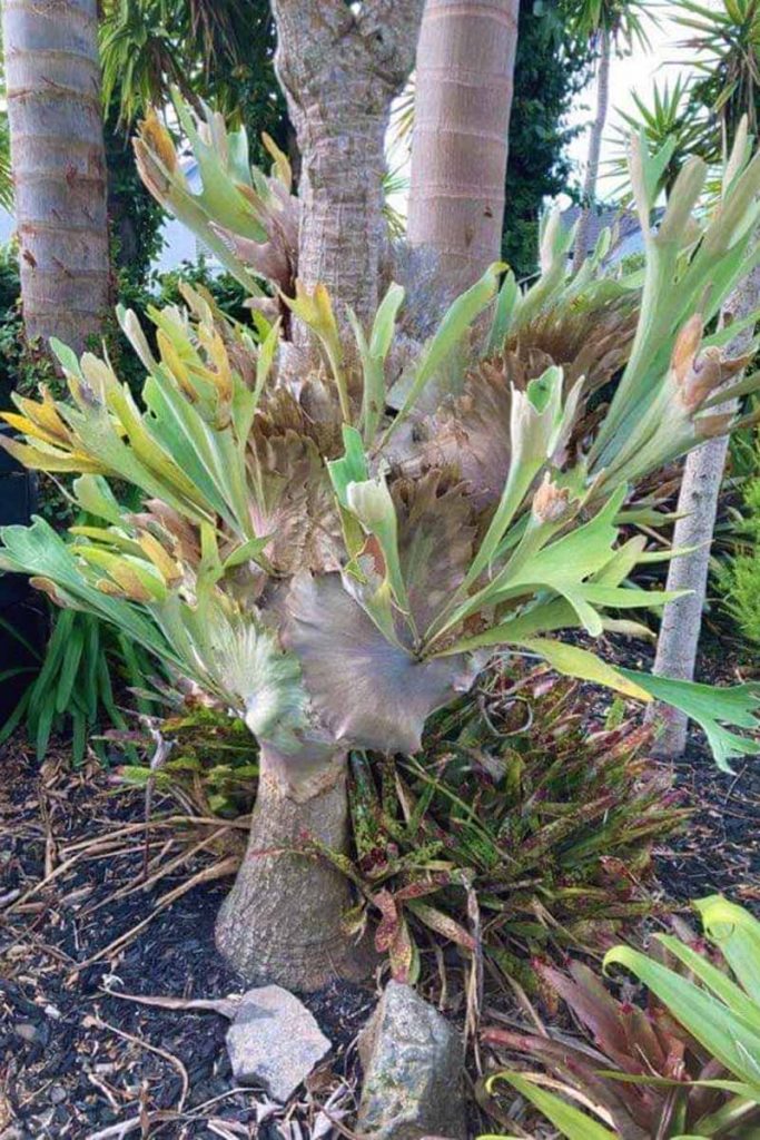 Epiphytes 101: The Best Options to Grow as Houseplants