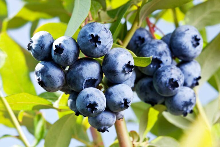 Blueberry Bush Growing Guides, Tips, and Info | Gardener's Path