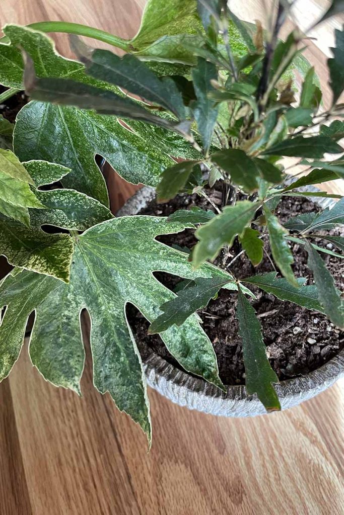 How to Grow and Care for False Aralia Houseplants