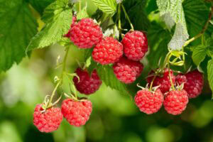 13 of the Best Raspberry Varieties to Grow in Your Garden