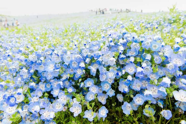 How to Grow and Care for Baby Blue Eyes (Nemophila menziesii)