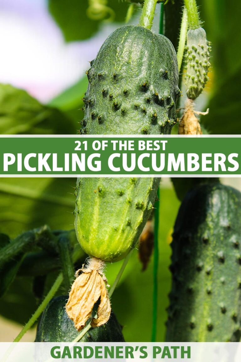 21 of the Best Pickling Cucumbers | Gardener’s Path