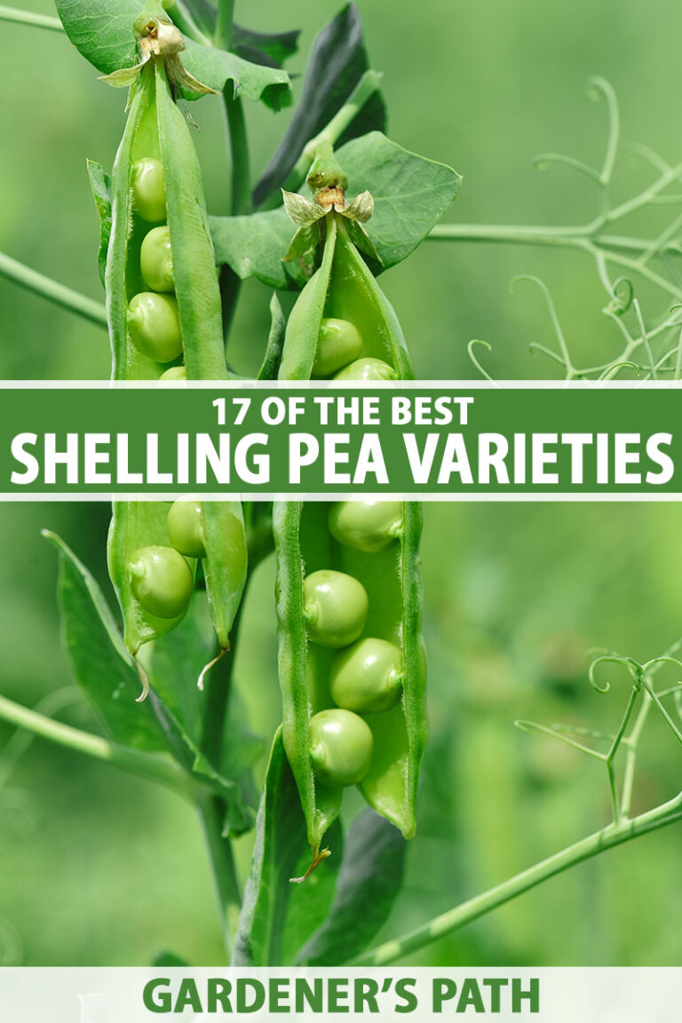 17 of the Best Shelling Pea Varieties to Grow in Your Garden