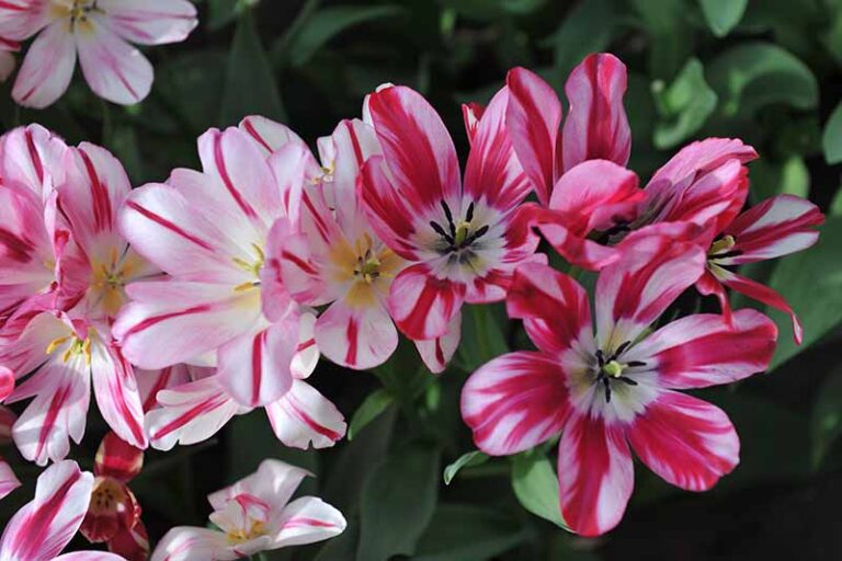17 of the Best Multiheaded Tulip Varieties | Gardener’s Path