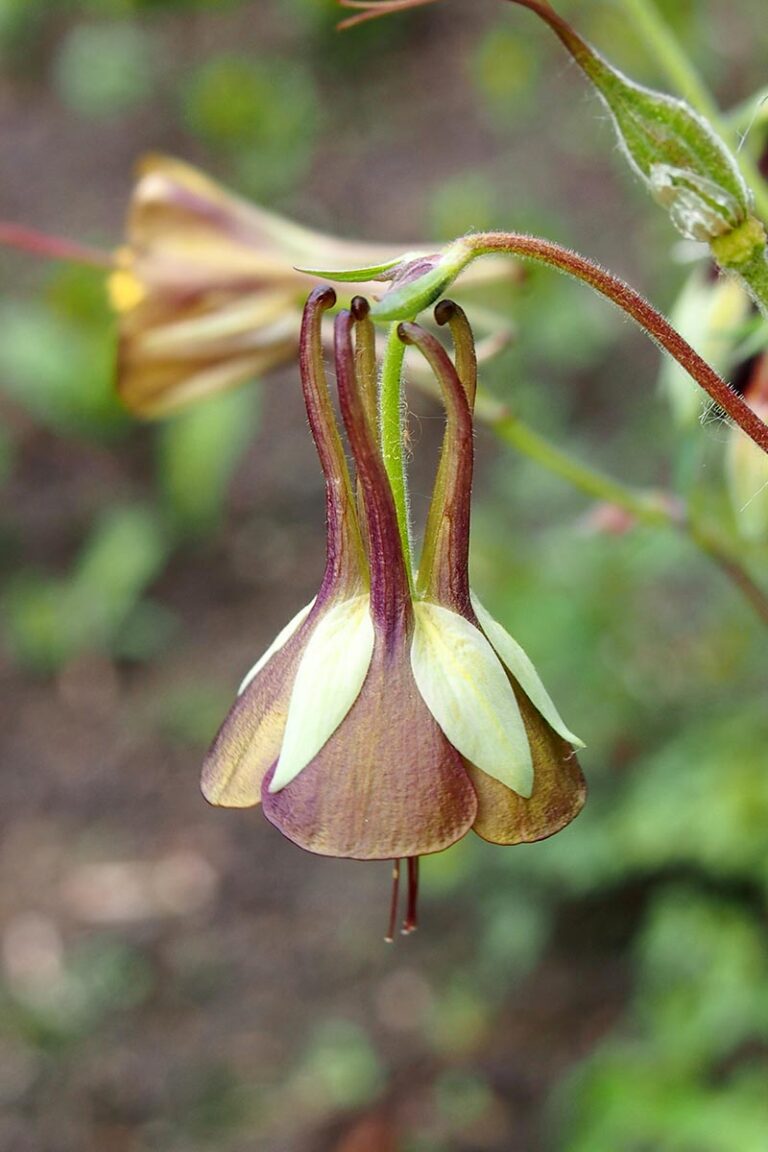 How to Grow Green 'Chocolate Soldier' Columbine Flowers
