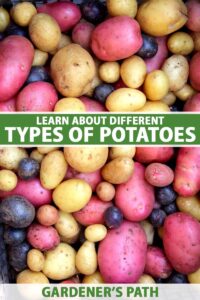 What Are Early, Mid, and Late Season Potatoes? | Gardener’s Path