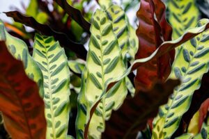 How to Grow and Care for Rattlesnake Plants | Gardener's Path