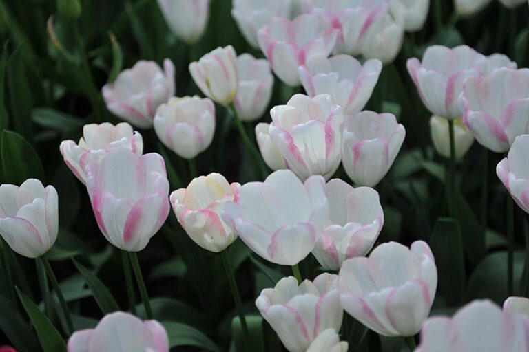 17 of the Best Multiheaded Tulip Varieties | Gardener’s Path