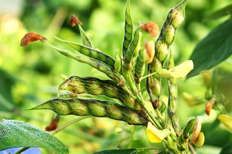 How to Plant and Grow Pigeon Peas | Gardener’s Path