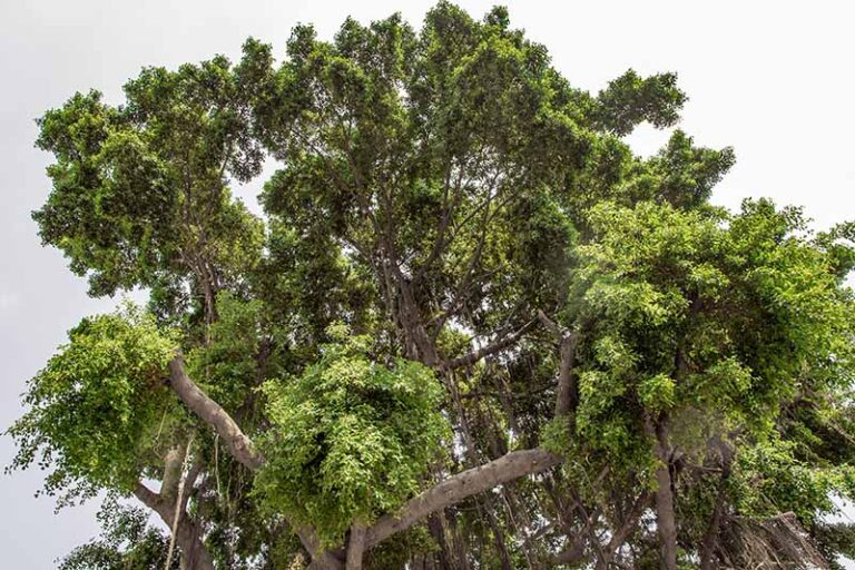 How to Plant and Grow Outdoor Weeping Fig Tree