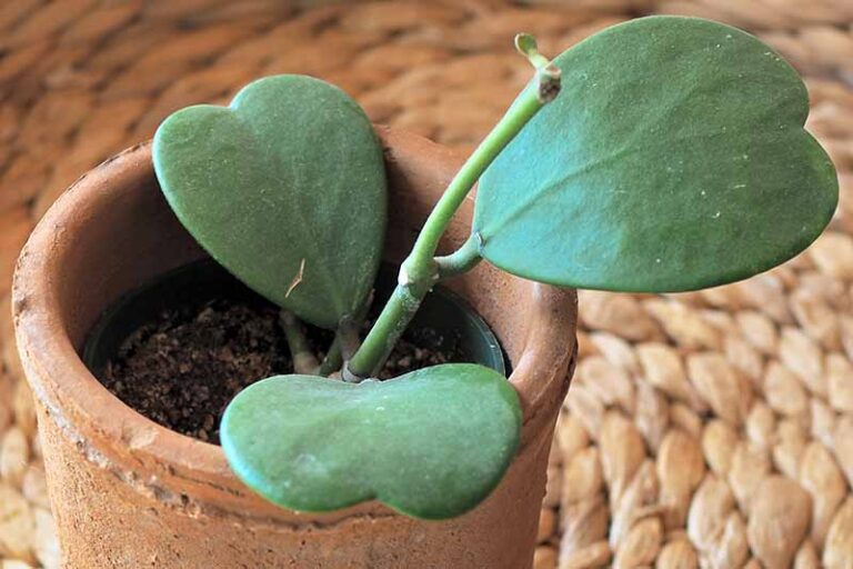 How to Grow and Care for Sweetheart Hoya | Gardener’s Path