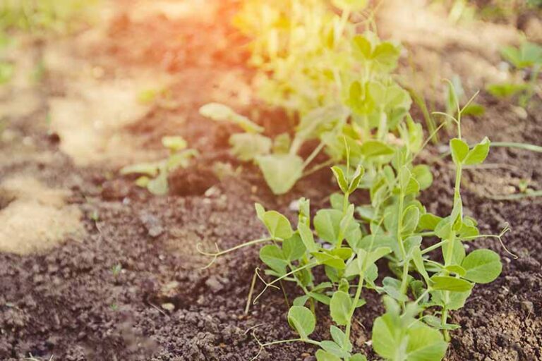 How to Plant and Grow Snow Peas | Gardener’s Path