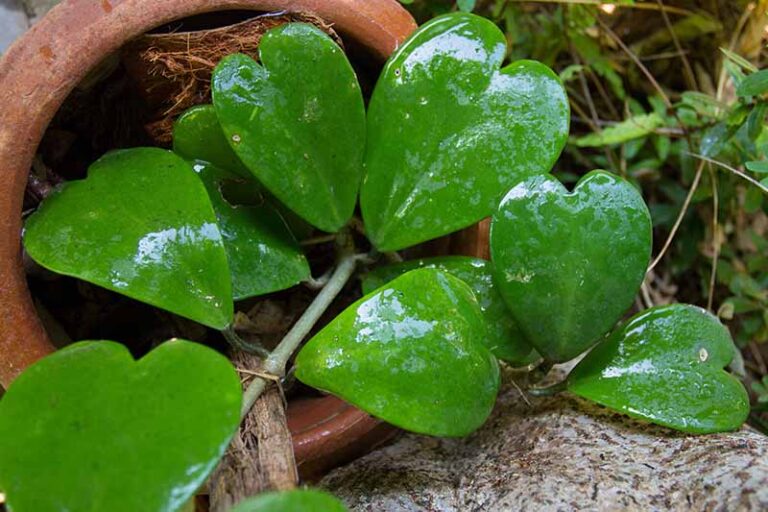How to Grow and Care for Hoya Houseplants | Gardener’s Path