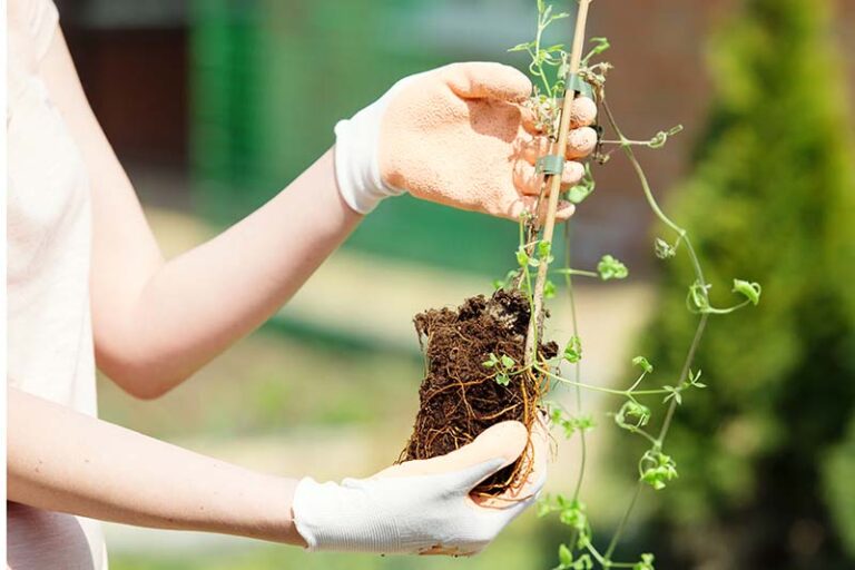 How to Grow Clematis in Pots and Containers | Gardener’s Path