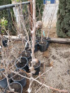 What's the Difference Between Tree Burr Knots (Burl) and Crown Galls?